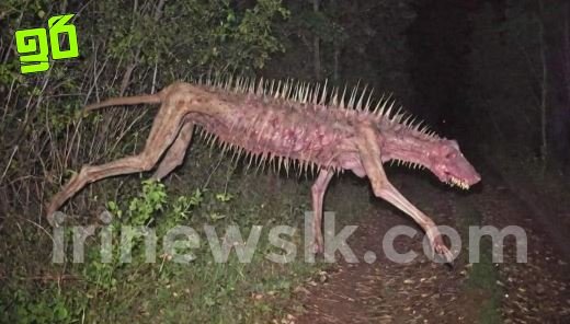 යාලෙන් හමු වූ චිකිබිල්ලා ගැන ප්‍රංශ පුවත් සේවය හෙළි කරයි - Iri News